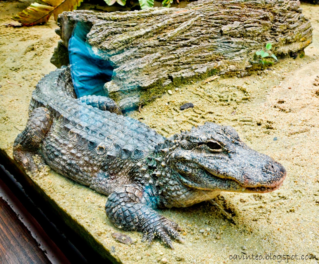 Entree Kibbles: Rivers of the World - Small Yet Pretty Interesting ...